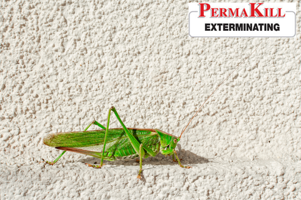 Cave Crickets: Deep Dive Into a Strange Insect